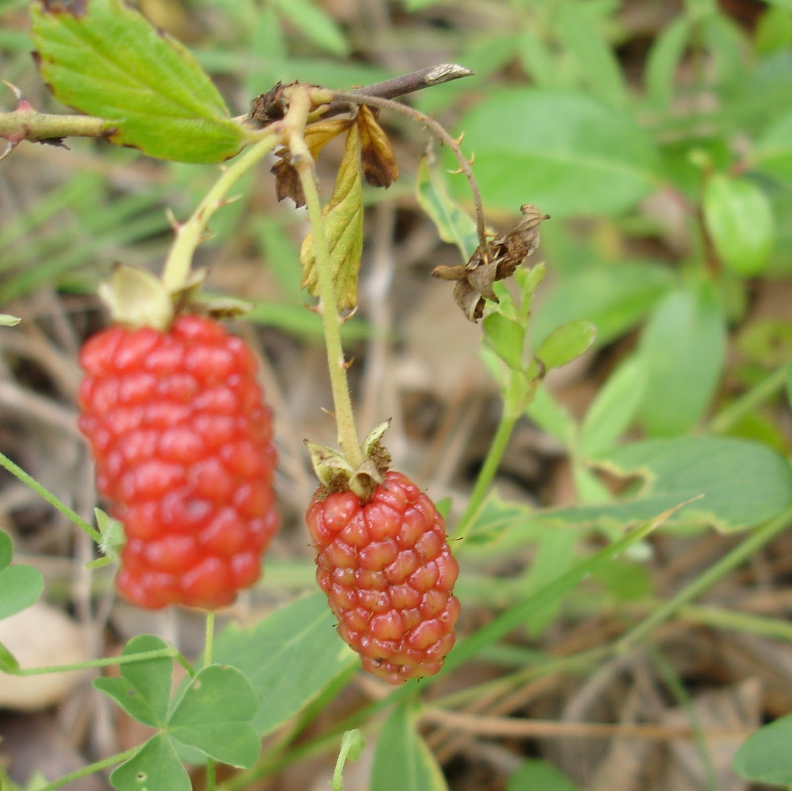 Blue Starr Gallery: Chocolate Cherries Wild Dewberries