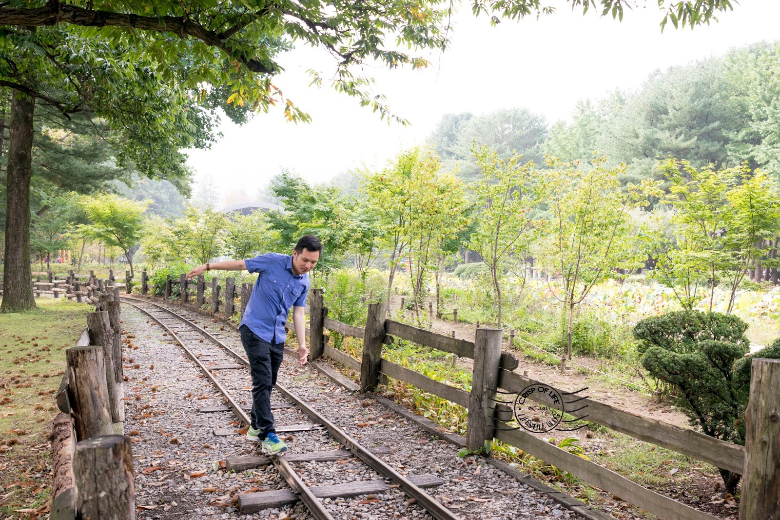 Nami Island & Garden of Morning Calm Tour @ Korea [sponsored/Trazy.com ...