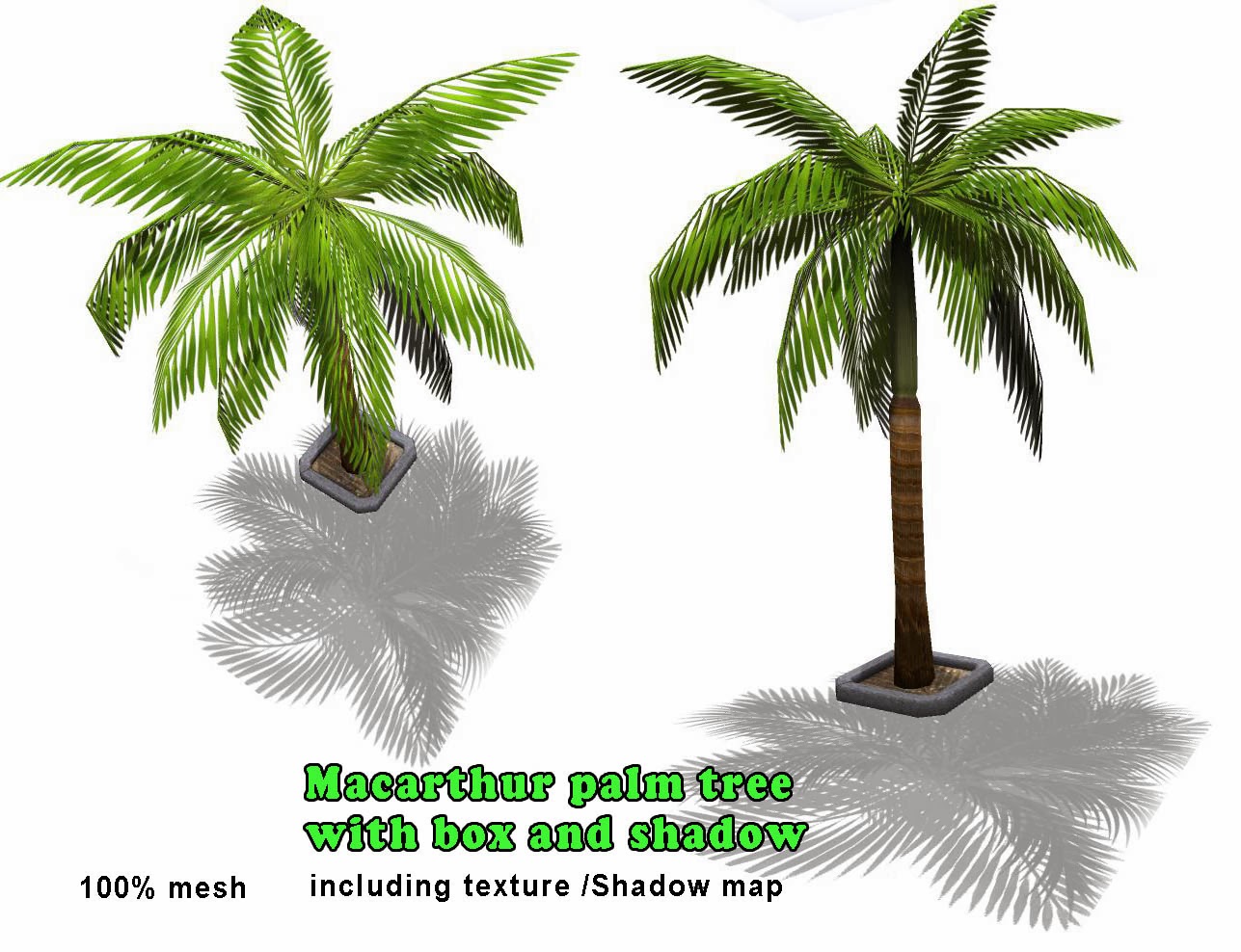 New Item For This Month: Macarthur Palm tree