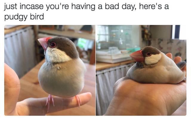 Dandy Image: Mid-Day Memes