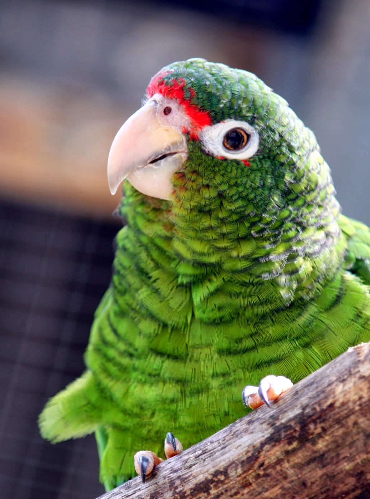 PEKES BRILLANTES : 2.5 Las caracteristicas de los seres vivientes