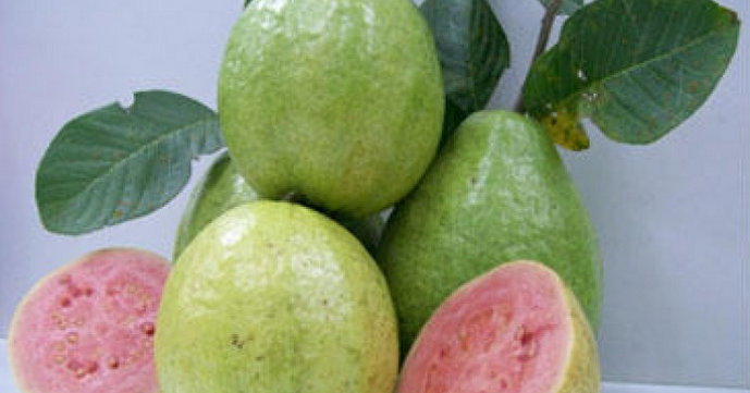 Kelebihan Buah Jambu Dan Daun Buah Jambu - CeritaUnik