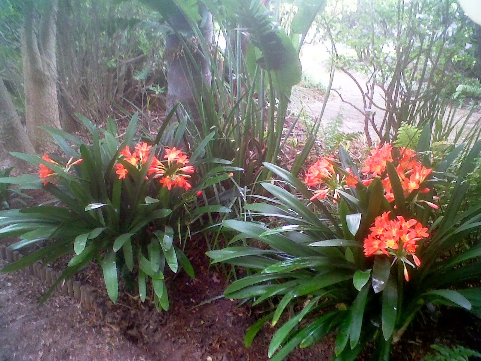 Urban Garden and Backyard Farming, South Africa: Growing Clivias in the ...