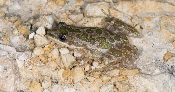 Frog Blog: Spotted Chorus Frog vs. Squirrel TreefrogPseudacris clarkii ...