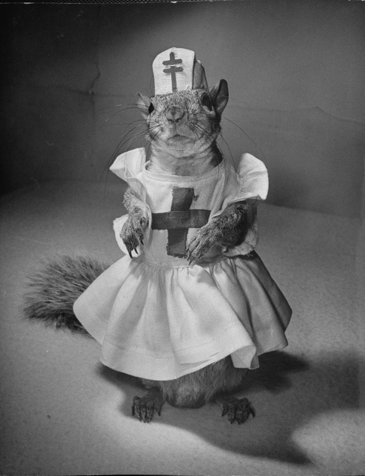 15 Interesting Vintage Portraits of Tommy Tucker, a Squirrel that ...