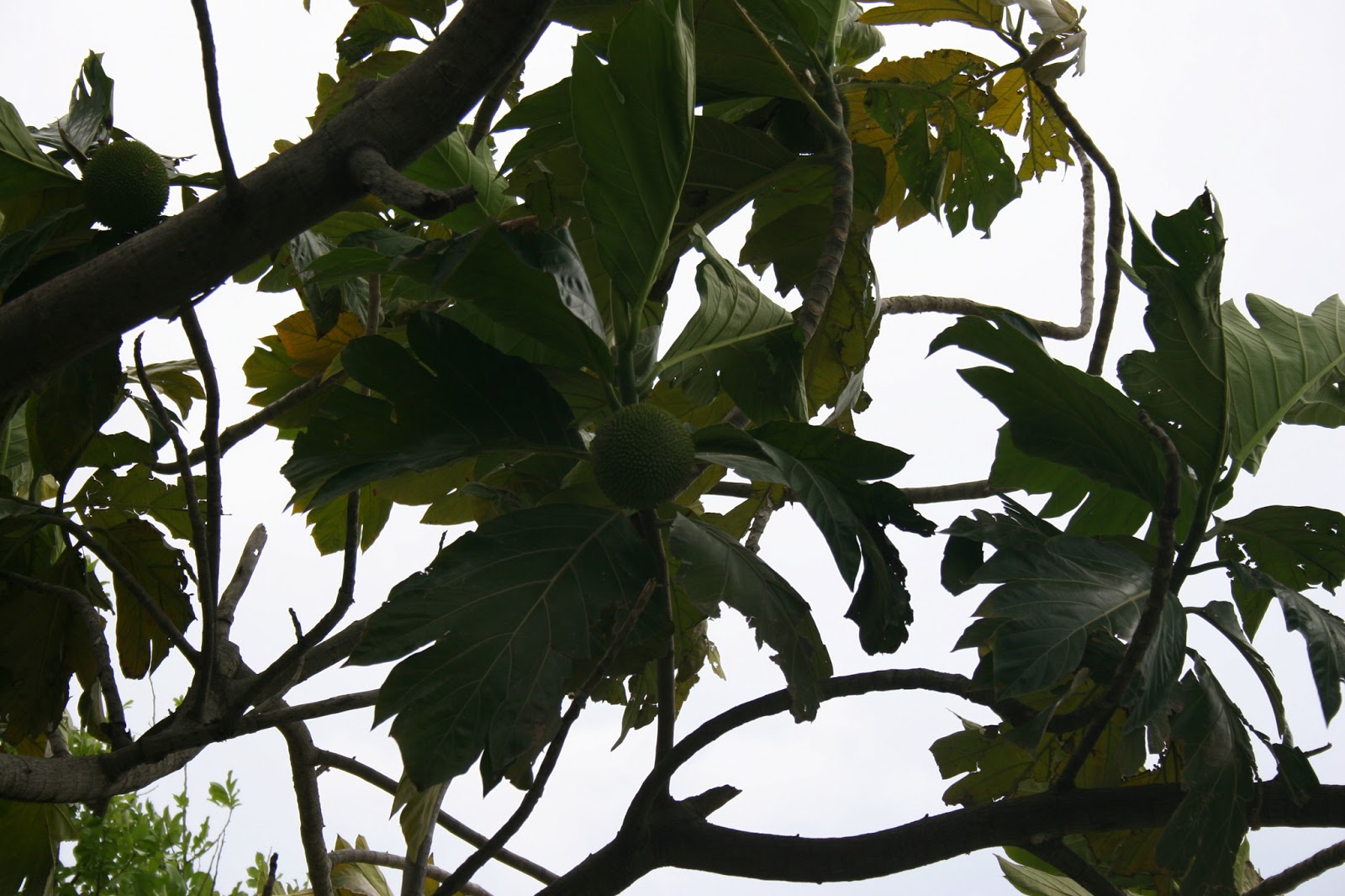 Haiti Hiatus: Brother Edward Shows Us a Glimpse of the Abundant Plant ...