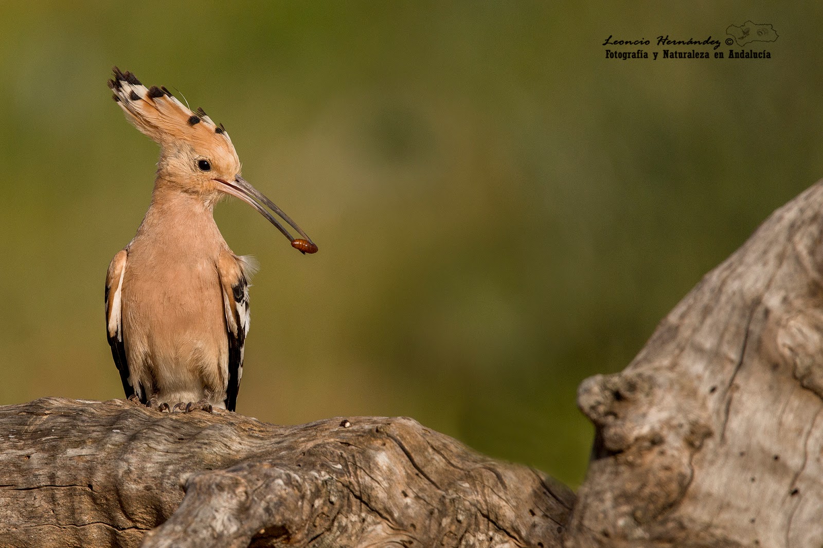 FOTOGRAFÍA Y NATURALEZA EN ANDALUCÍA: AVES-ABUBILLA (Upupa epops)
