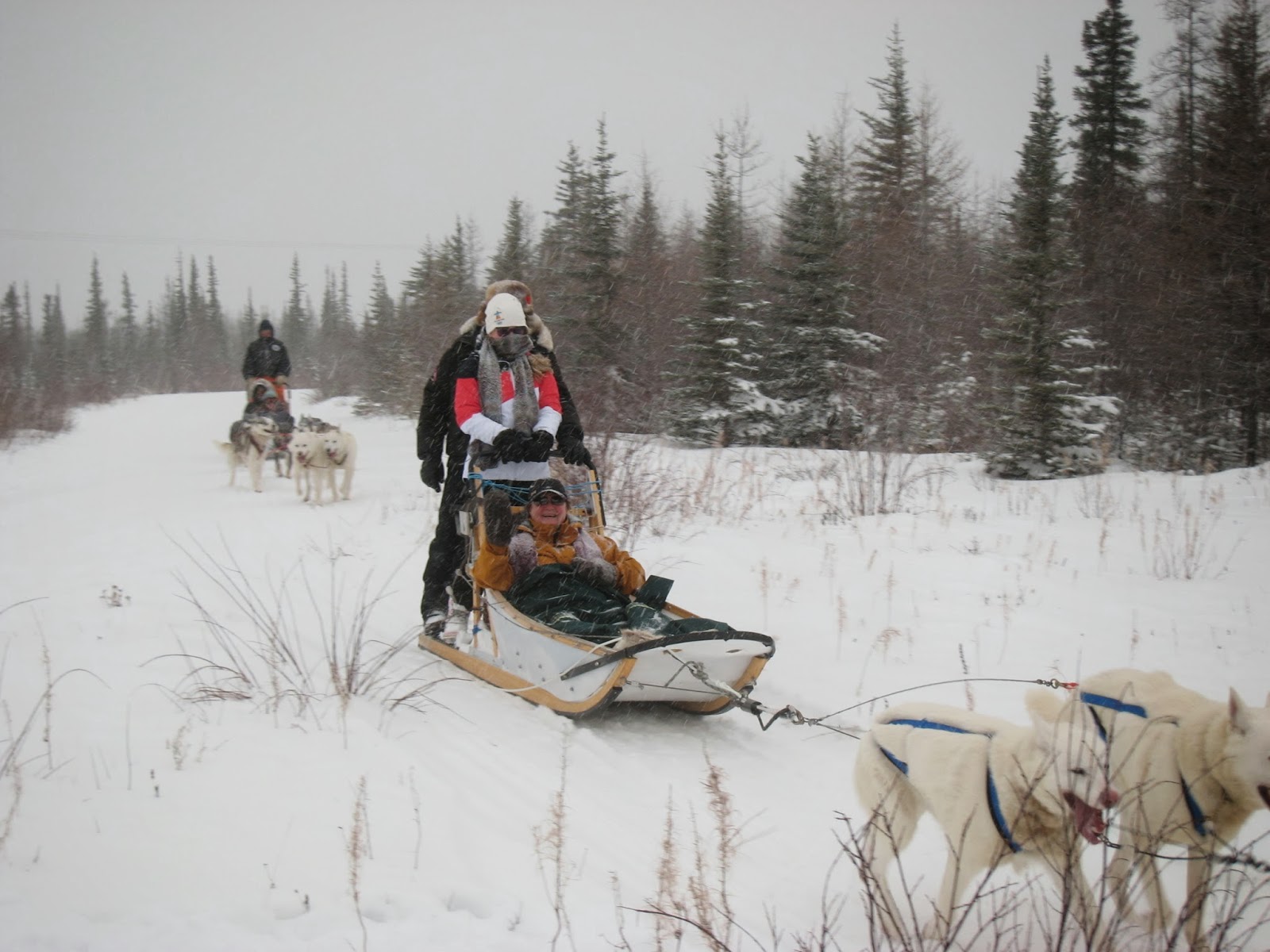 Travels with Hellen: Dog Sledding