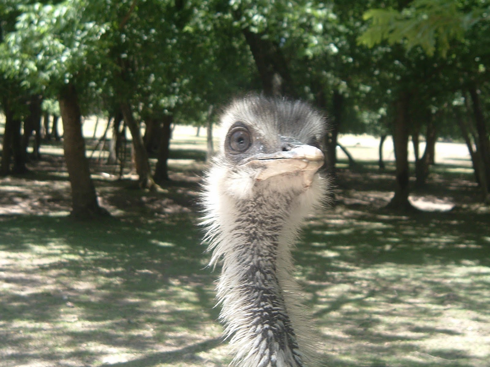 HISTORIAS ZOOLOGICAS: UNA HISTORIA DEL ÑANDU - Greater Rhea (Rhea ...