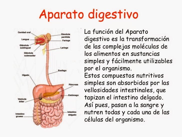 Proceso digestivo ~ Con-CIENCIA