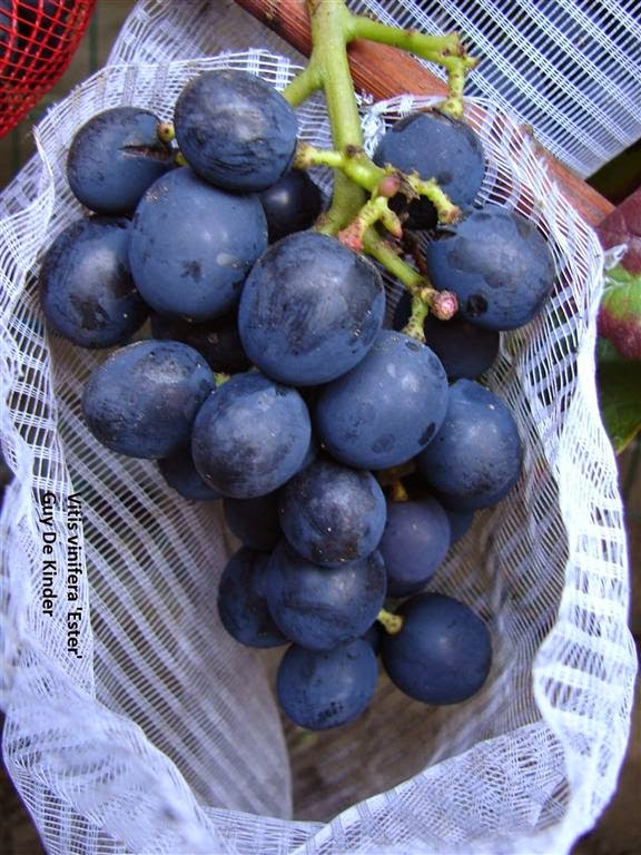 Inheems- en uitheems fruit: Eetbaar fruit voor kas of serre