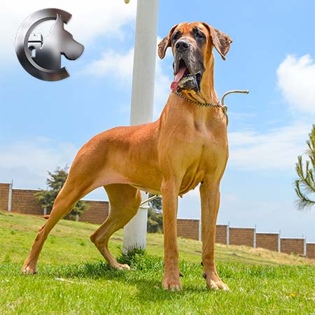 Gran Danes, un perro extraordinario.: CARACTERISTICAS FISICAS