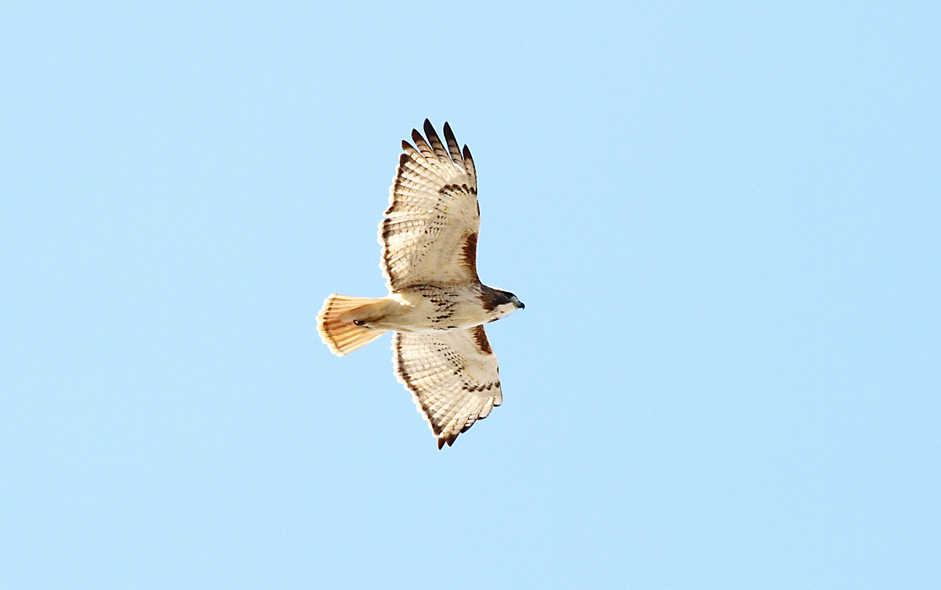 Red-Tailed Hawks of Wexford: Red Tailed Hawk soaring in the sky. April ...