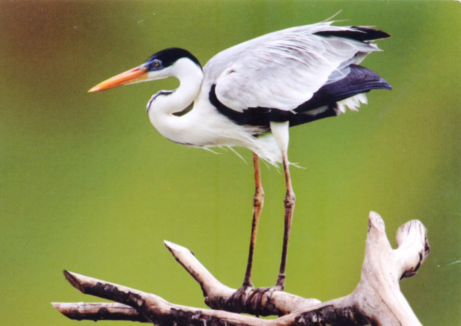 Maguari (Ardea cocoi L.)