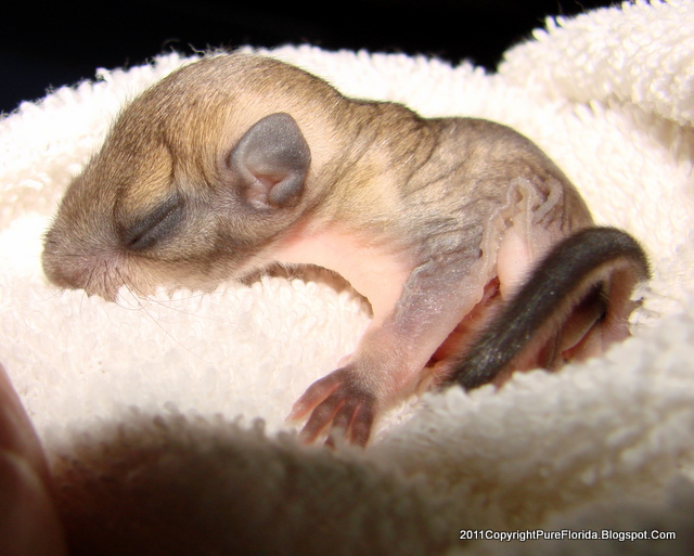 PURE FLORIDA: Baby Flying Squirrel