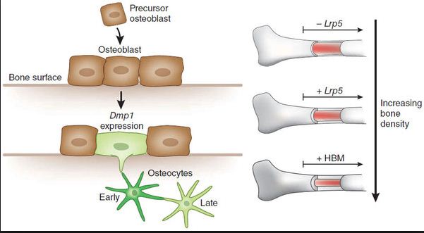 Function Of Osteocyte |Genetic Engineering Info