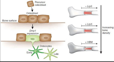 Function Of Osteocyte |Genetic Engineering Info