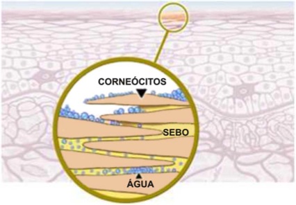 Rx Cosméticos: A hidratação é fundamental para a saúde da pele
