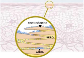 Rx Cosméticos: A hidratação é fundamental para a saúde da pele