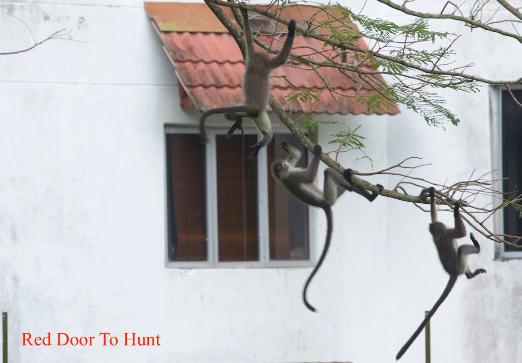 RED Door To Hunt: Lotong Chenekeh ~ White-thighted Surili ~ Presbytis ...