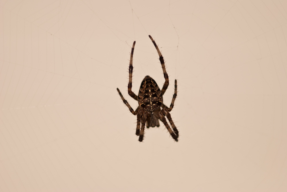 Projects and Photographs: Back Yard Spiders