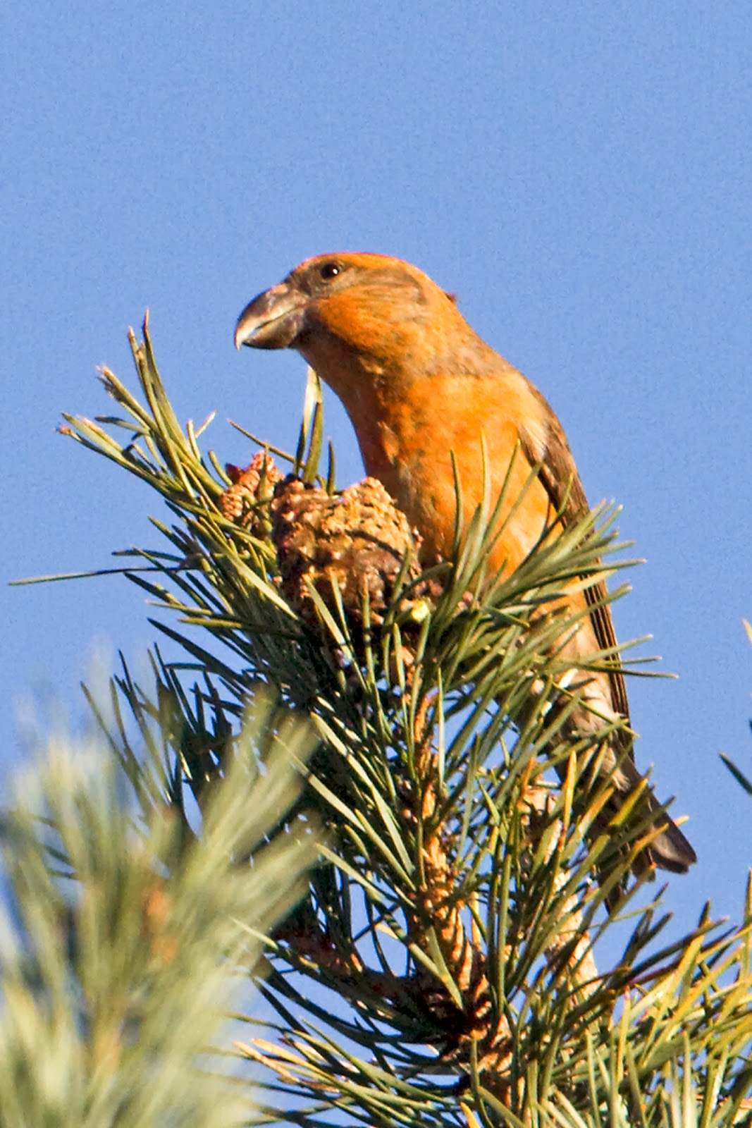 PETER'S PORTFOLIO..............Bird & Wildlife Photography: Parrot ...