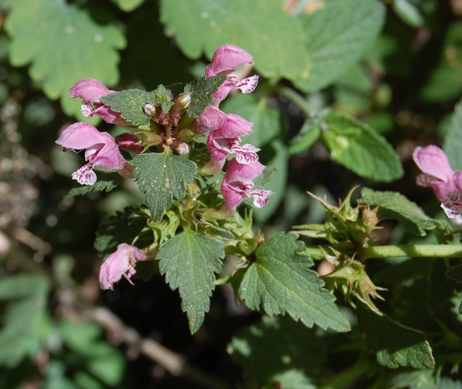Plantas: Beleza e Diversidade: Chuchas (Lamium maculatum)