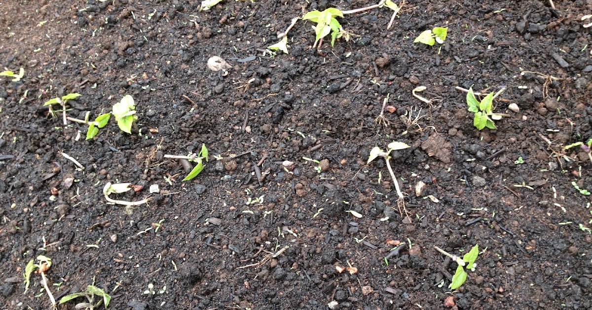 Port Wing Passages: Those darn crows!