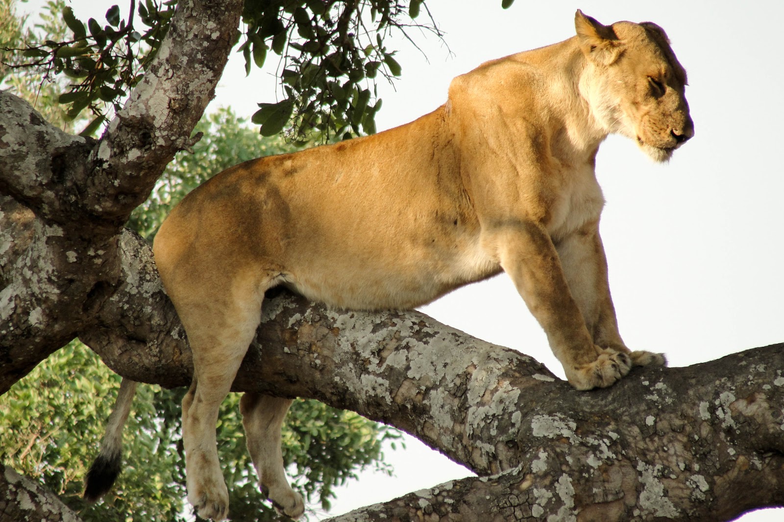 Nomad | Tree Climbing Lions of Katavi