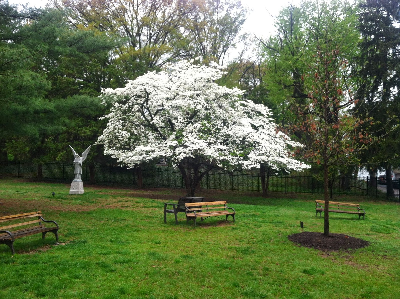 Washington DC Trees: The Scarlet Oak...in all her glory