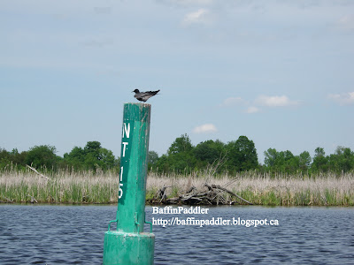Say hello to my little friends . . . the joys of kayaking the Tay River ...