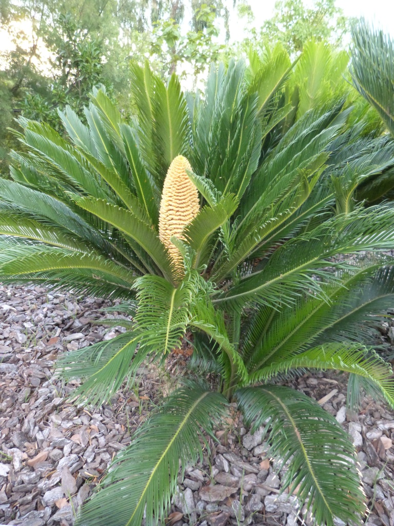 Taxonomia Plantae no Magnoliopsida: Phylum Tracheophyta Clase Cycadopsida