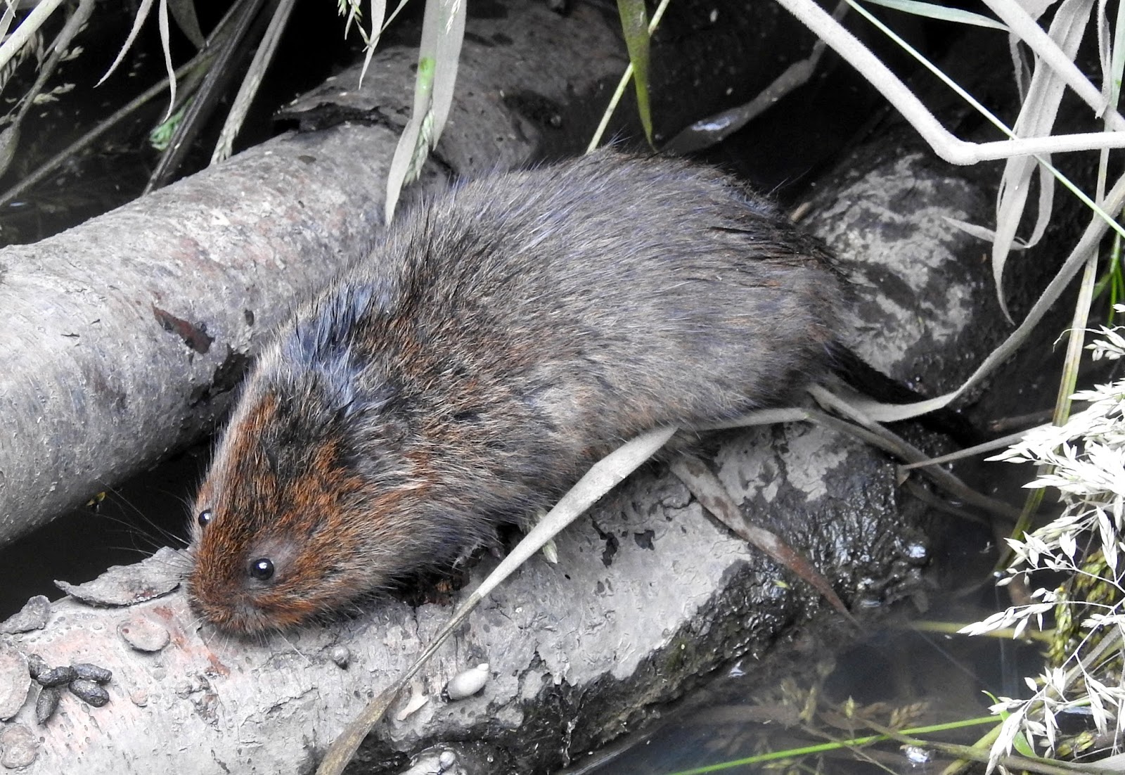 About a Brook: Back to Voles
