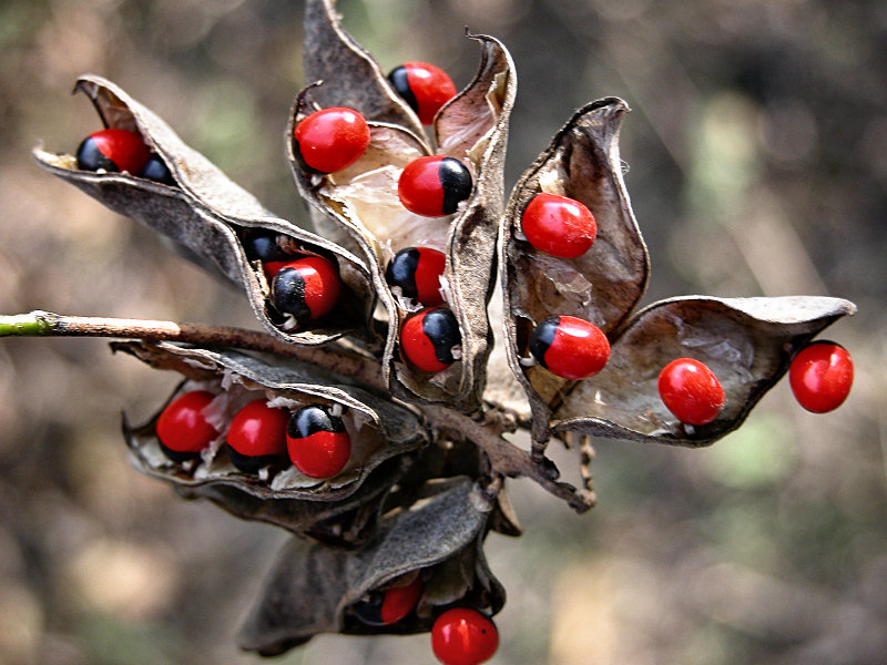 Rosary Pea - Abrus precatorius
