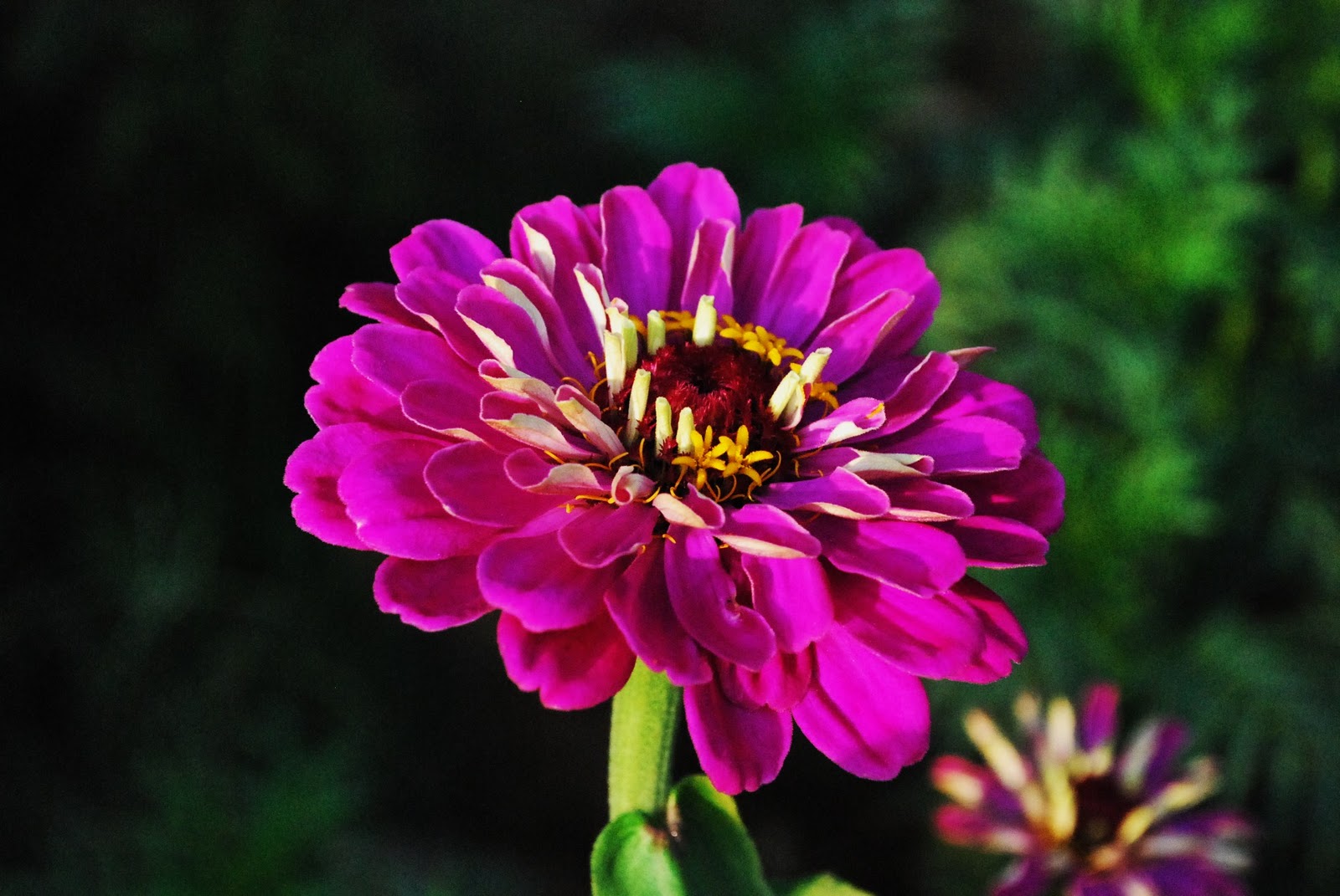 Indian Photography: Best Indian Garden Flowers Wallpapers