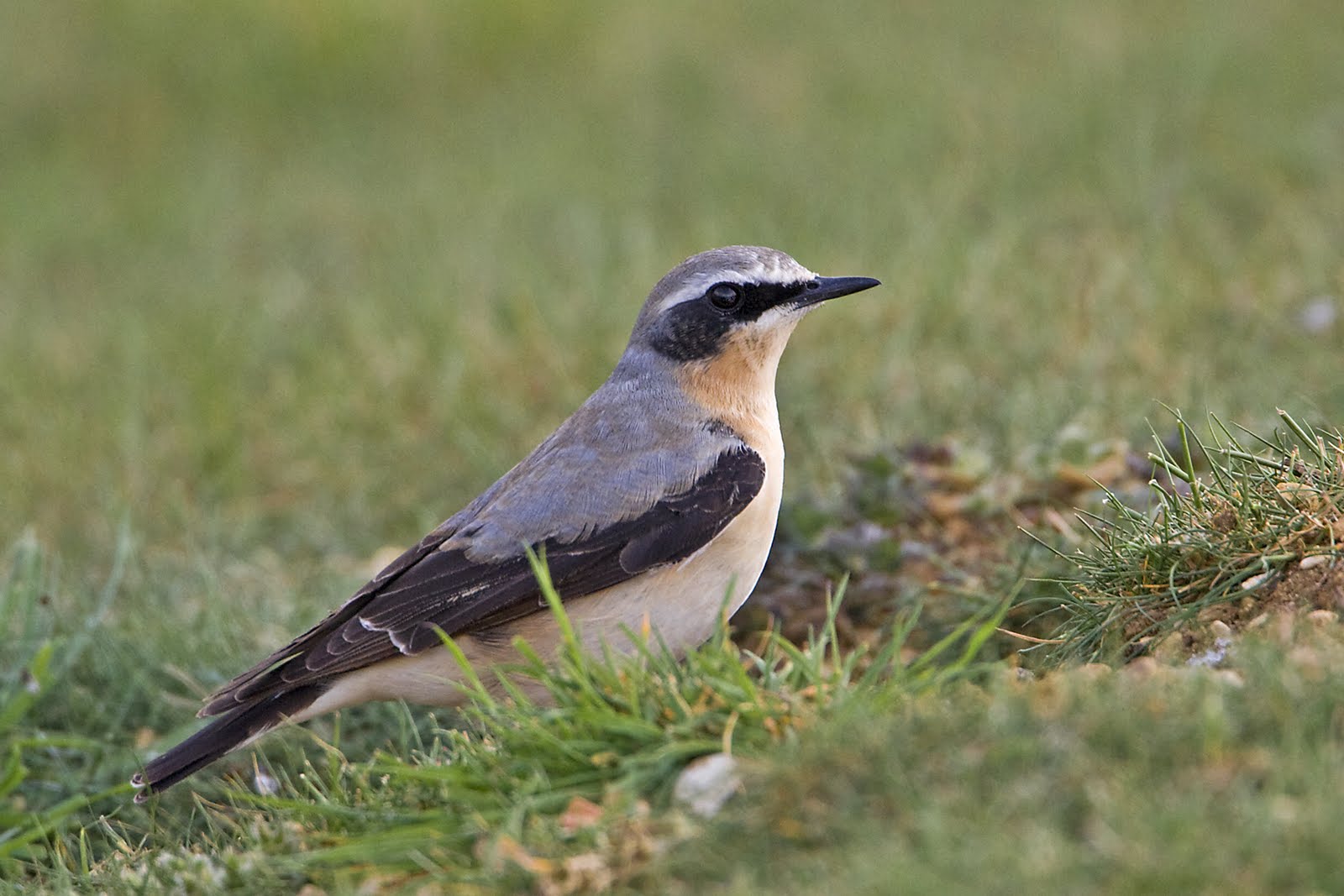 PETER'S PORTFOLIO..............Bird & Wildlife Photography: Wheatear
