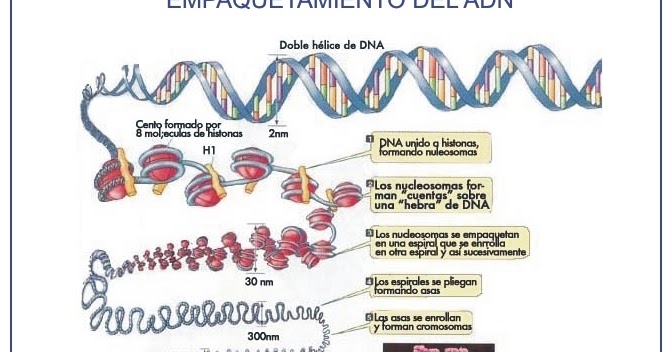 Aprendiendo Ciencias en Santiago: Compactación del ADN