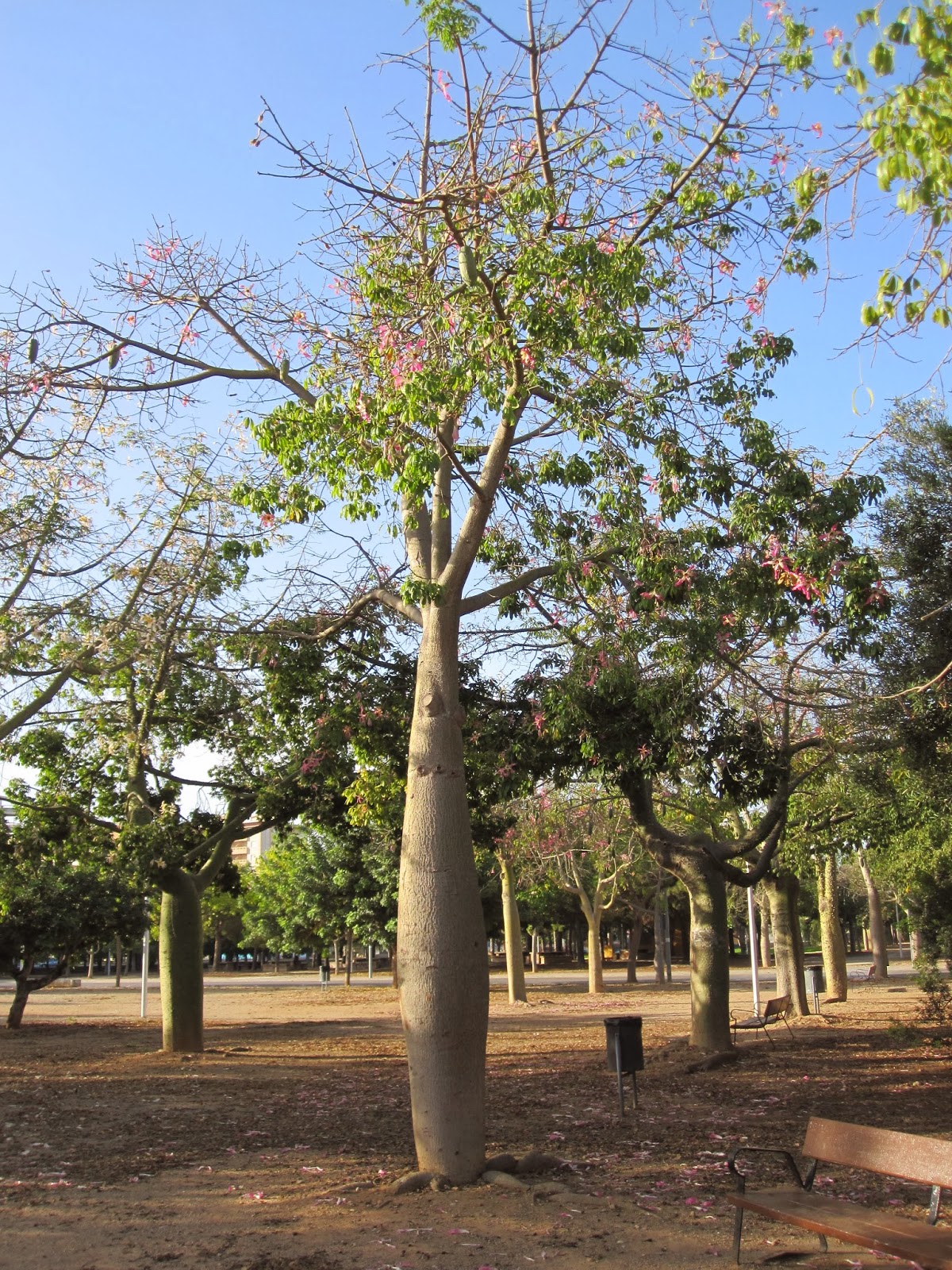 Universo Botánico: Chorisia speciosa St. Hill. (Árbol botella)