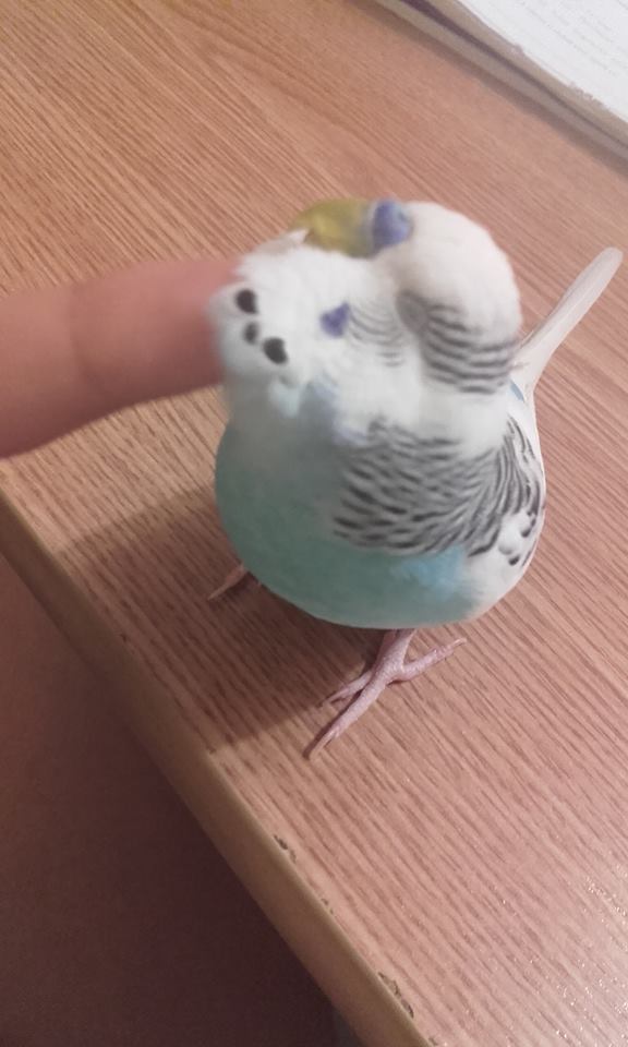 Pasari exotice - Toate speciile de papagali