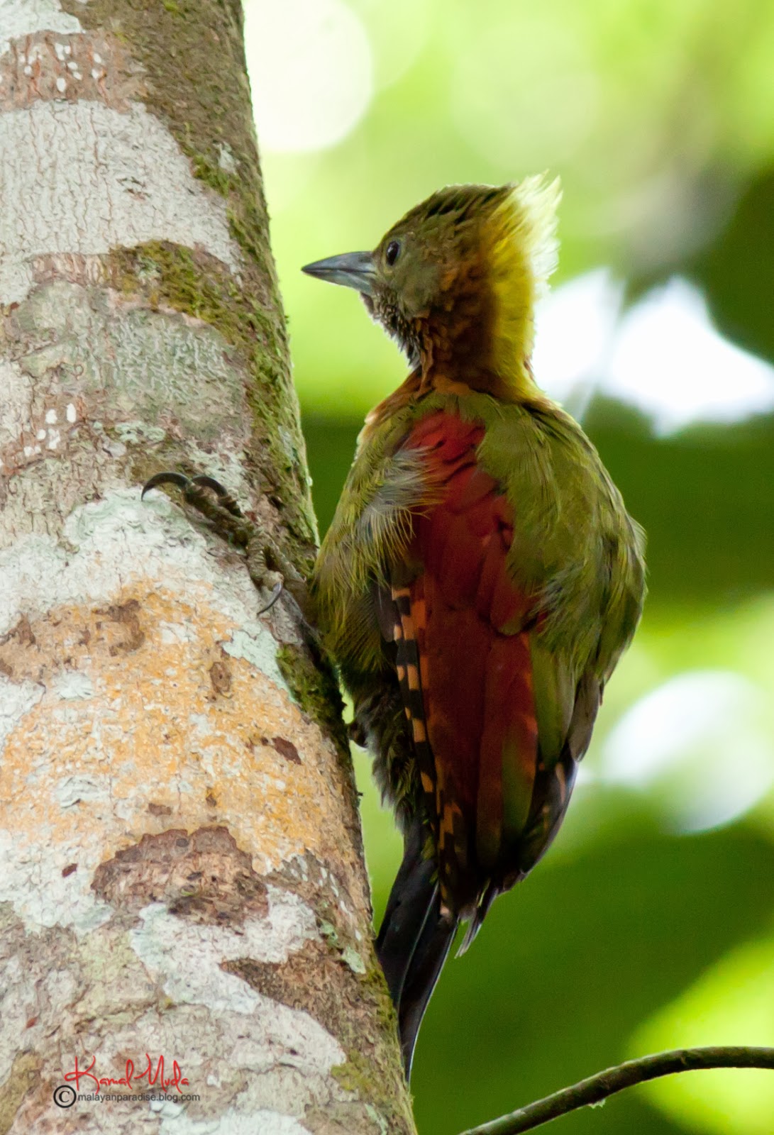 SOUTH EAST ASIA BIRDS - Malaysia birds paradise: Checker-throated ...