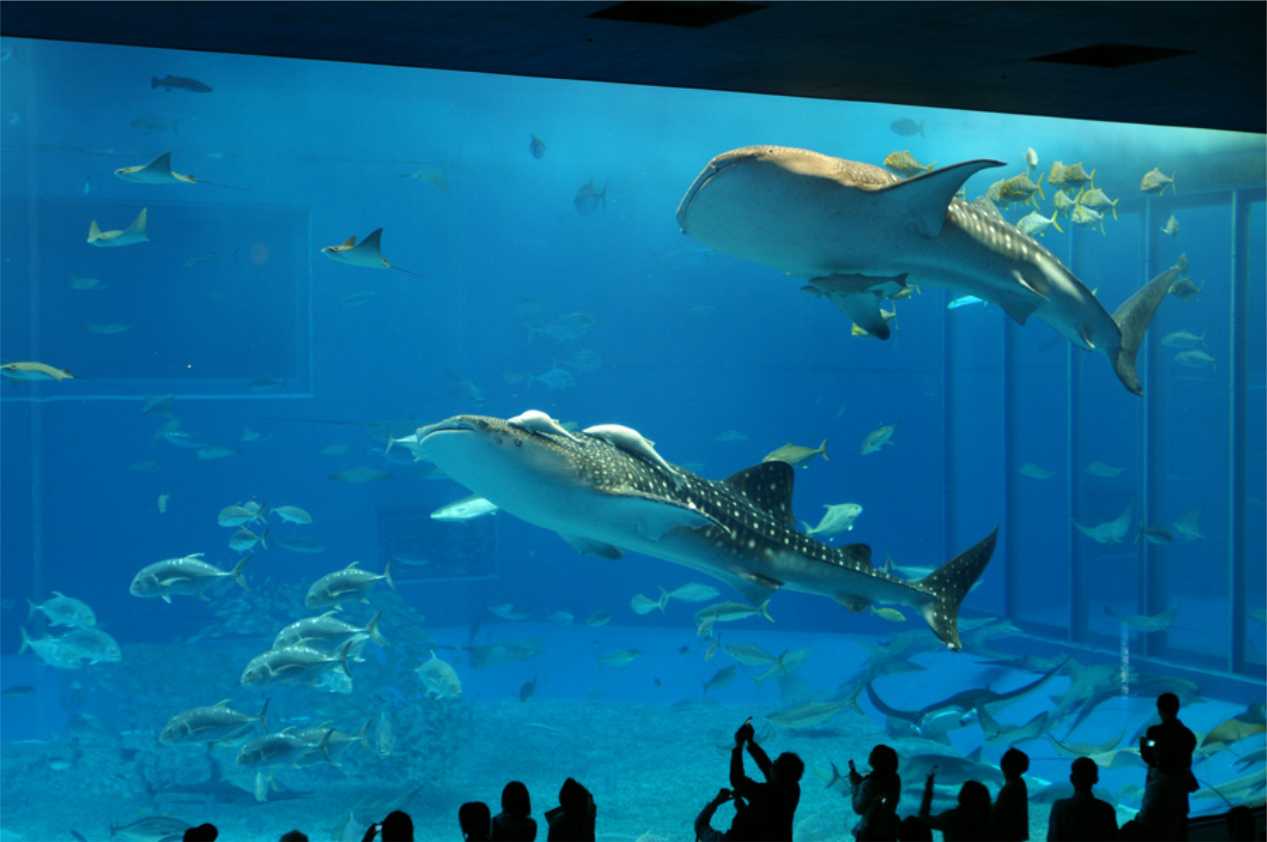 Professor Alírio Soares: Cingapura: Conheça o maior Oceanário do Mundo