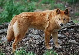 Southeast Asian and Polynesian Wolf: The Colonizing of regions across ...