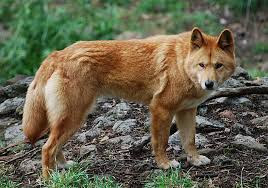 Southeast Asian and Polynesian Wolf: The Colonizing of regions across ...