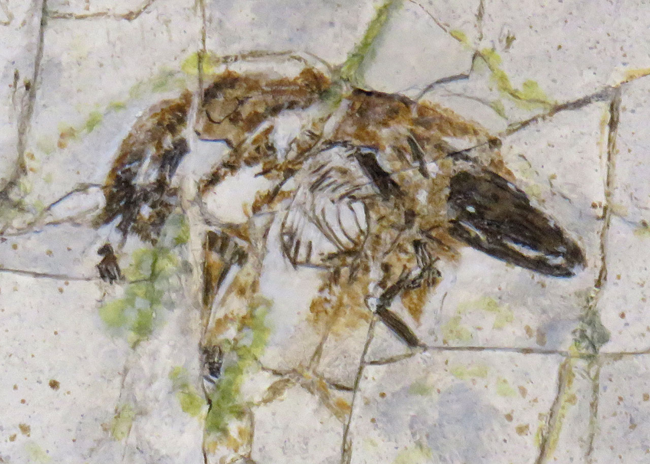 Louisville Fossils and Beyond: Sinodelphys szalayi Mammal Fossil