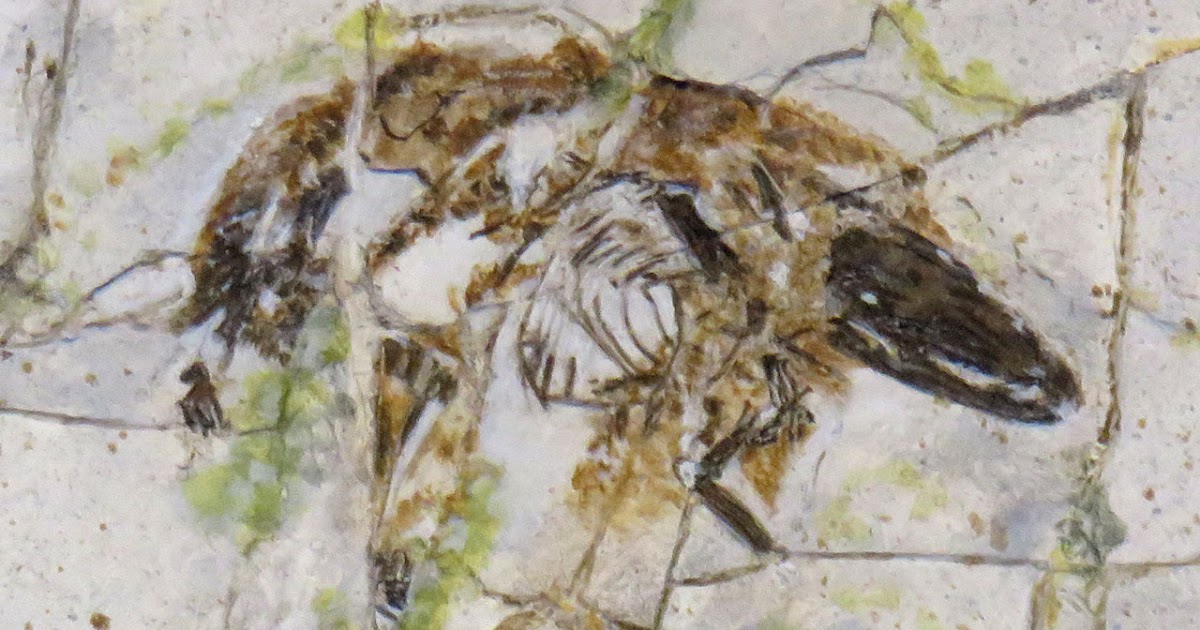 Louisville Fossils and Beyond: Sinodelphys szalayi Mammal Fossil