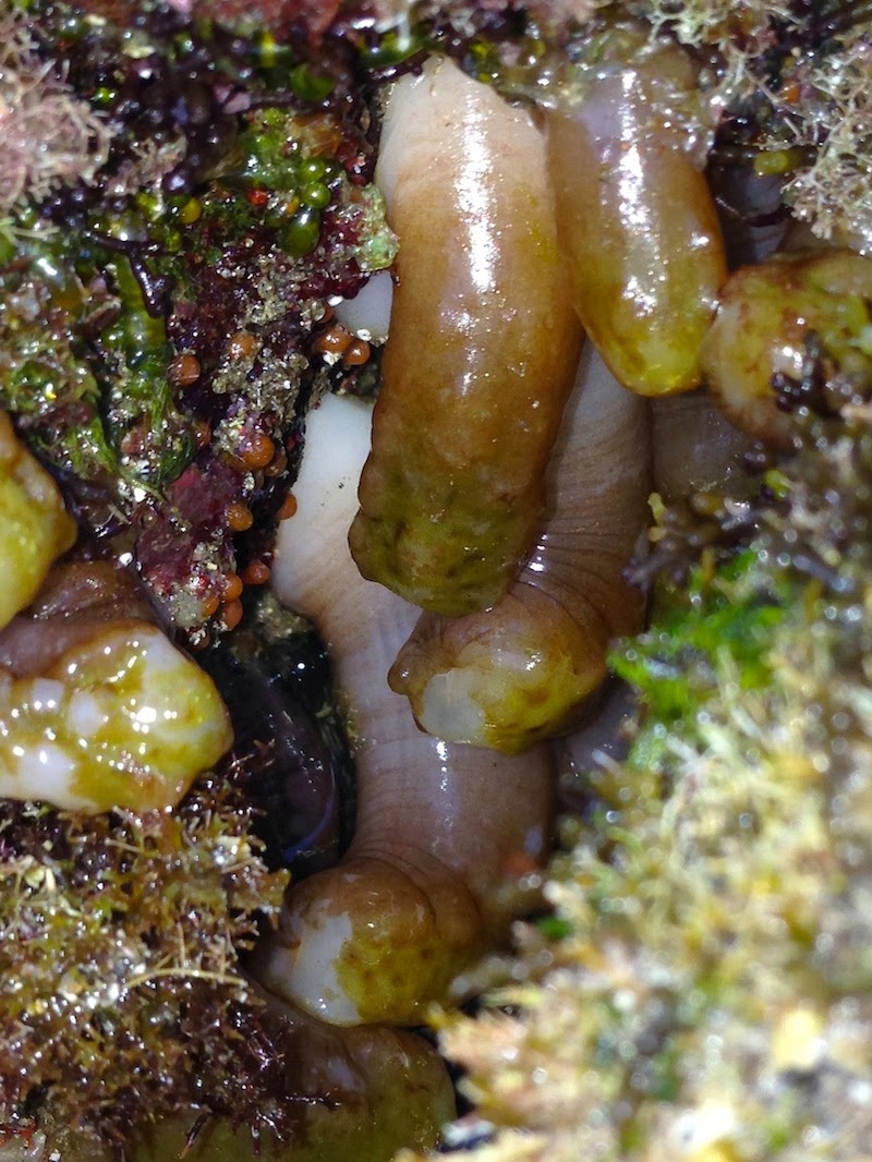 Rafael Microfauna Marina: Zoantharia (Cnidarios: Antozoos)