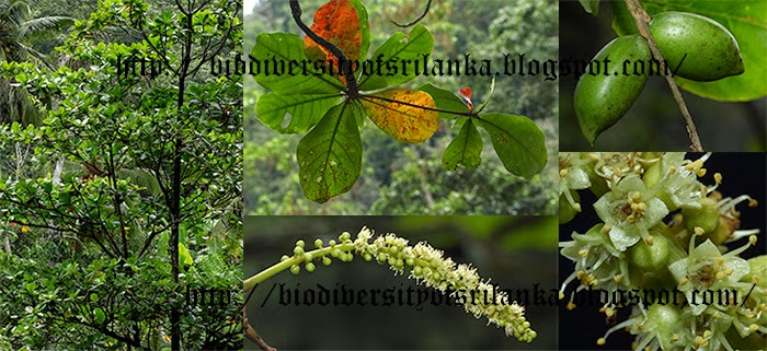 Biodiversity of Sri Lanka: කොට්ටම්බා/කොට්ටන්[Kottamba/Kottan]/Indian ...