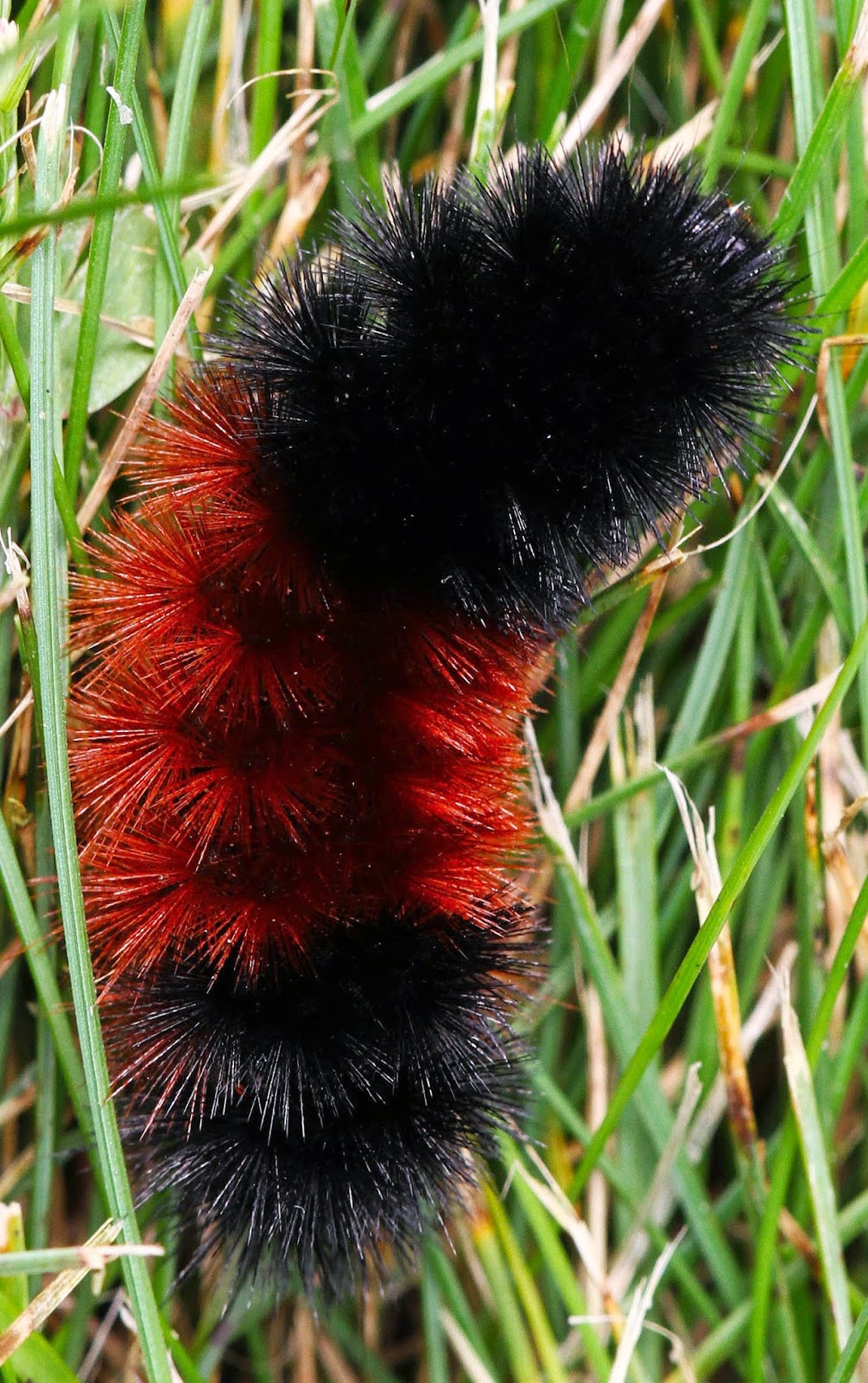 All of Nature: Wooly Bear Caterpillar Weather Predictor?