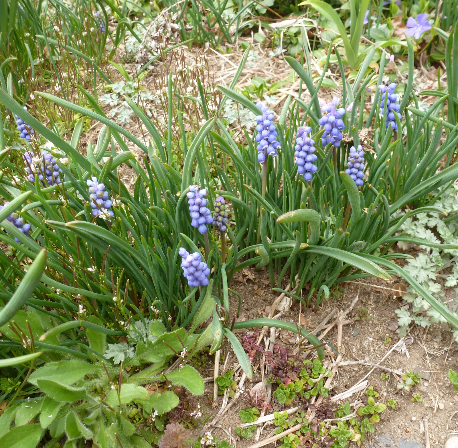 Jarvis House: Early Spring 2012 Flowers in the Jarvis House Garden
