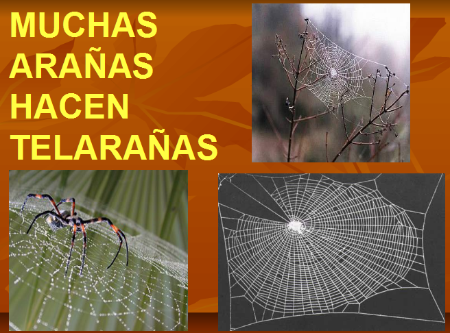 Pequeños monstruitos: DIAPOSITIVAS SOBRE LAS ARAÑAS